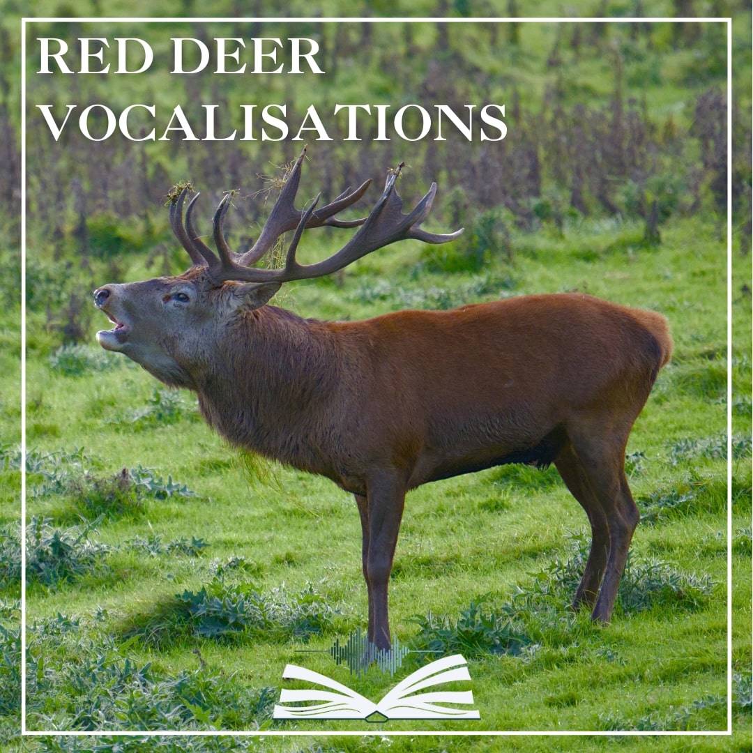 Red Deer Vocalisations Sound Library – Library Of Sounds